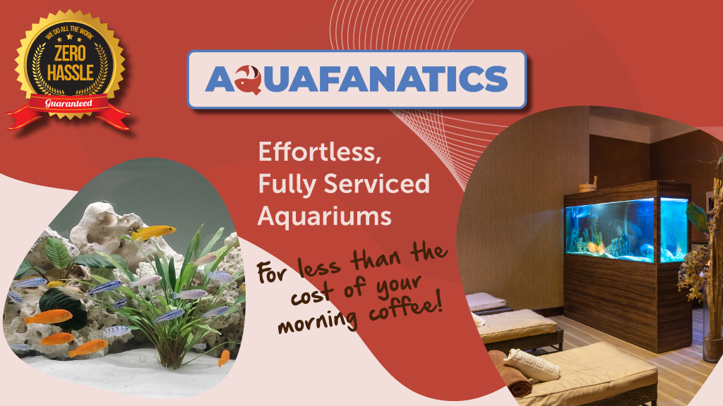 AquaFanatics - Aquarium Hire - Aquarium Rental - Fish Tank Hire - Fish ...