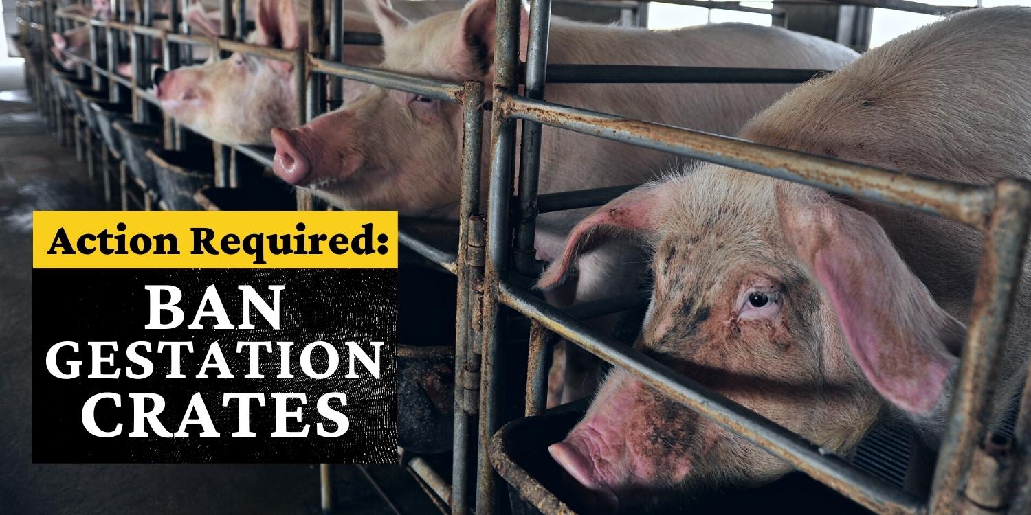 Ban Gestation Crates