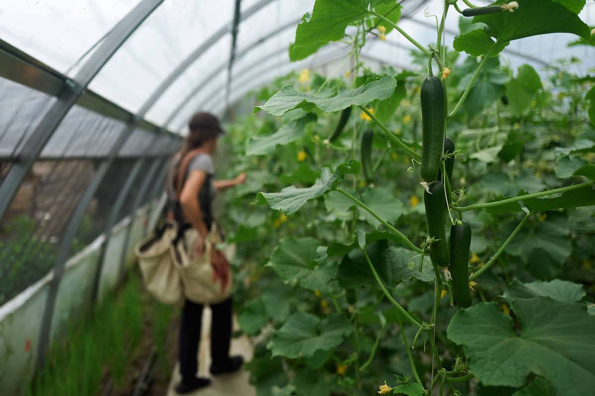 «Greenhouse Cucumbers» cheat sheet