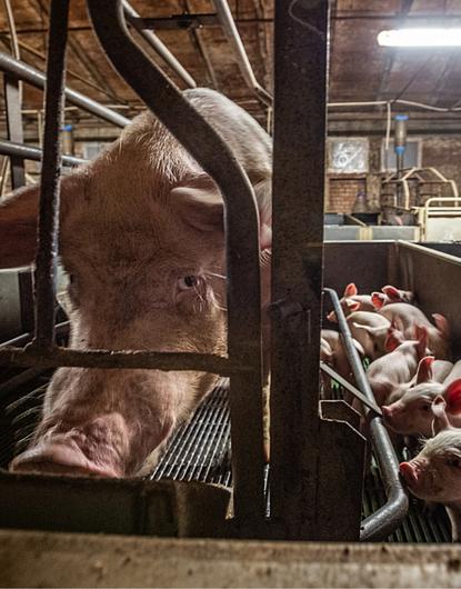 Ban Farrowing Crates