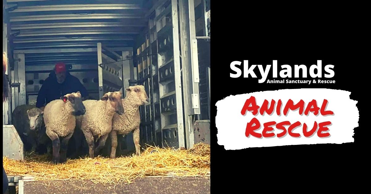 7 Sheep Escape from Slaughter