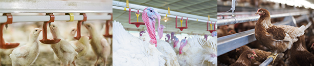 BVS Poultry Talk - Winter 22-23